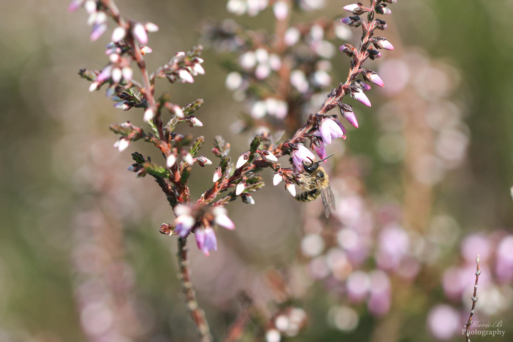 Heather Mining Bee from Trémaouézan, France on August 4, 2021 at 03:20 ...