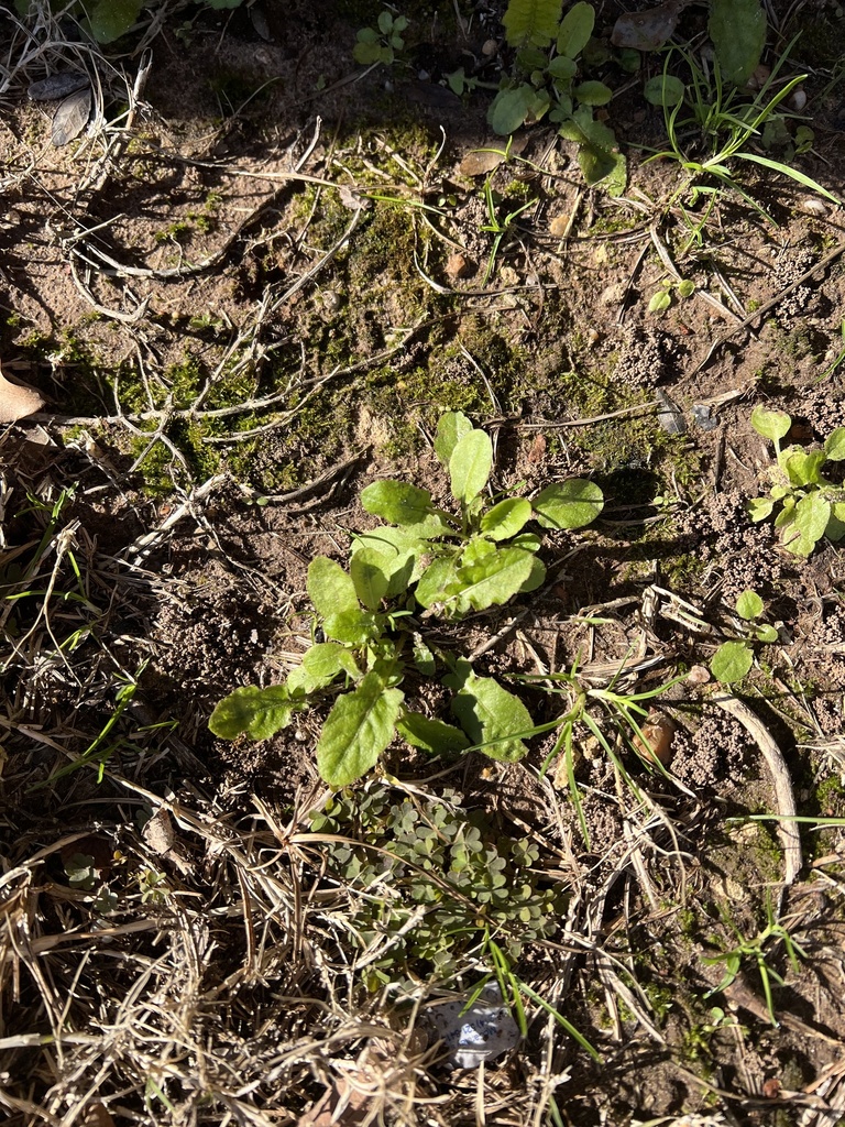 common groundsel from Baylor University, Waco, TX, US on February 12 ...