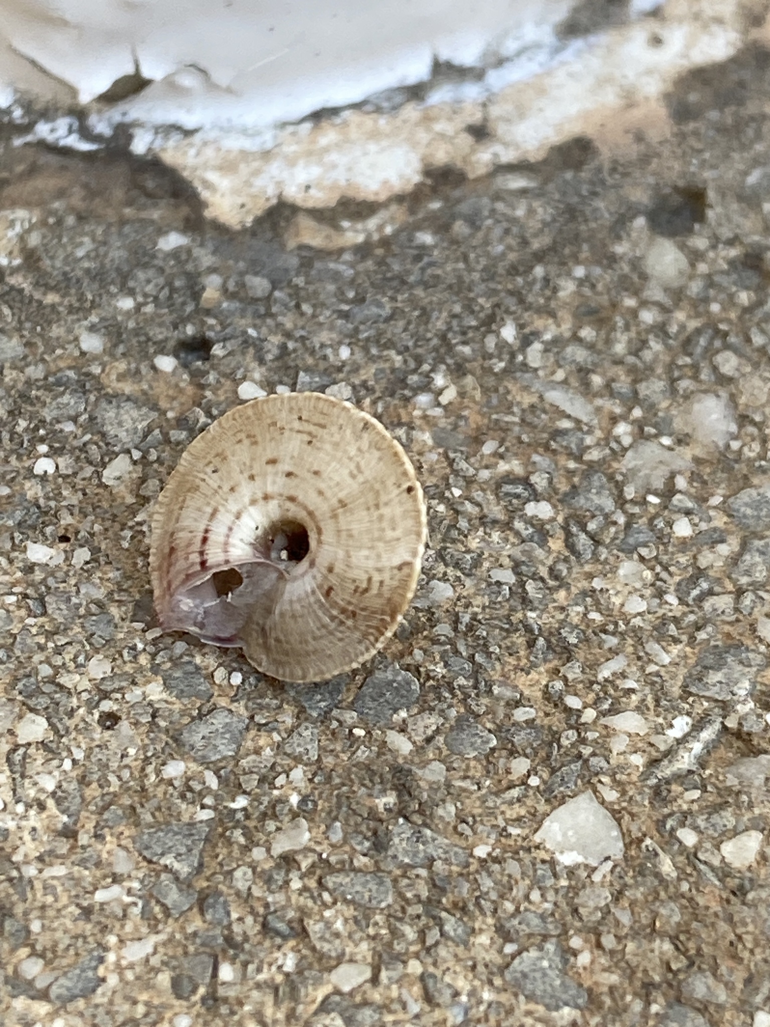 Trochoidea elegans (Gmelin, 1791)