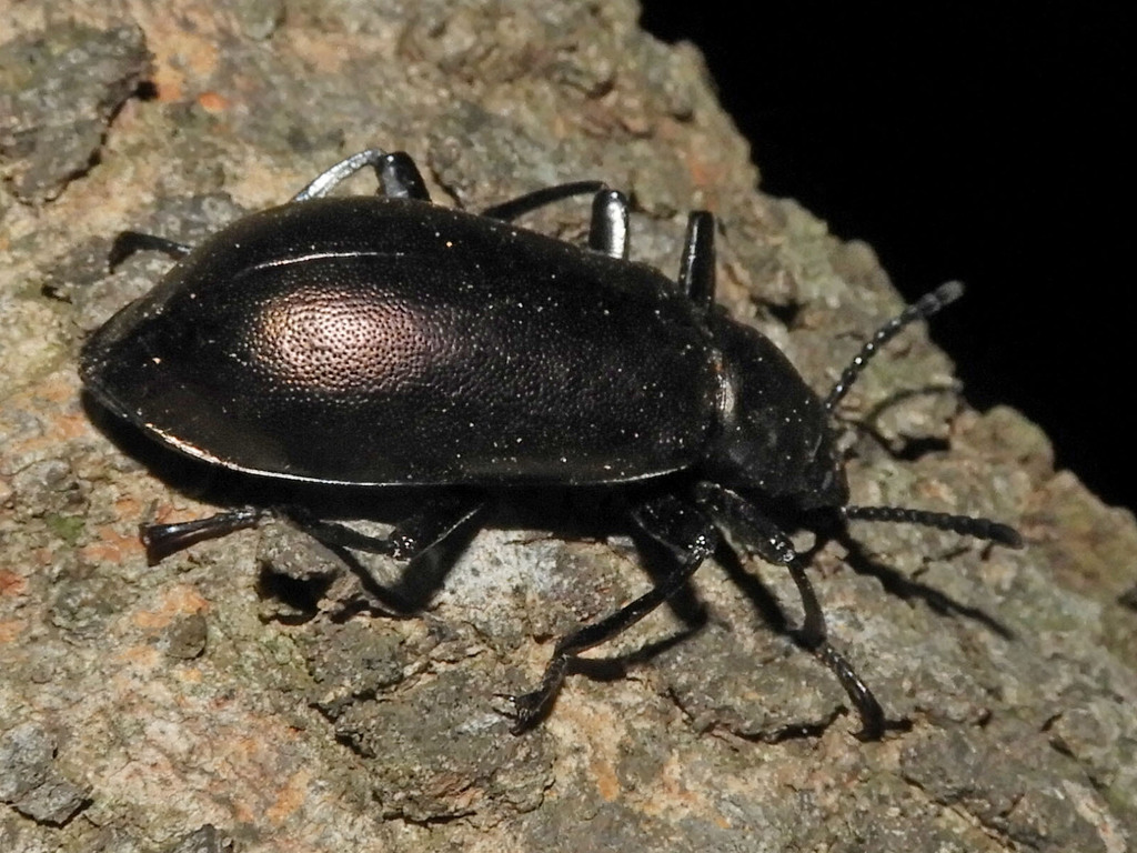 Odontopezus obsoletus from Kabernet - southwest, Kenya on December 16 ...