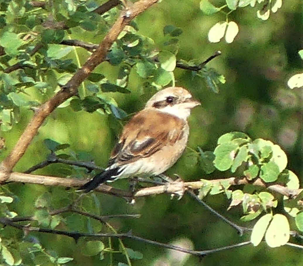 Lanius collurio Linnaeus, 1758
