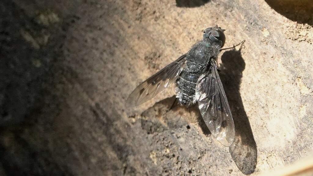 Anthrax aygulus from Mahim Nature Park, Dharavi, Mumbai, Maharashtra ...