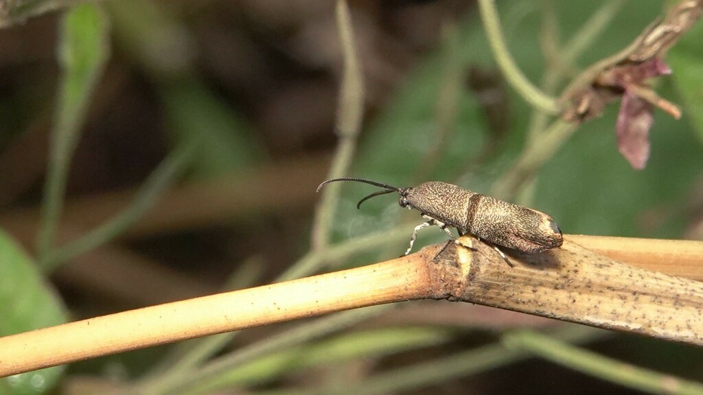 Phycodes minor from Goregaon, Mumbai, Maharashtra, India on February 08 ...