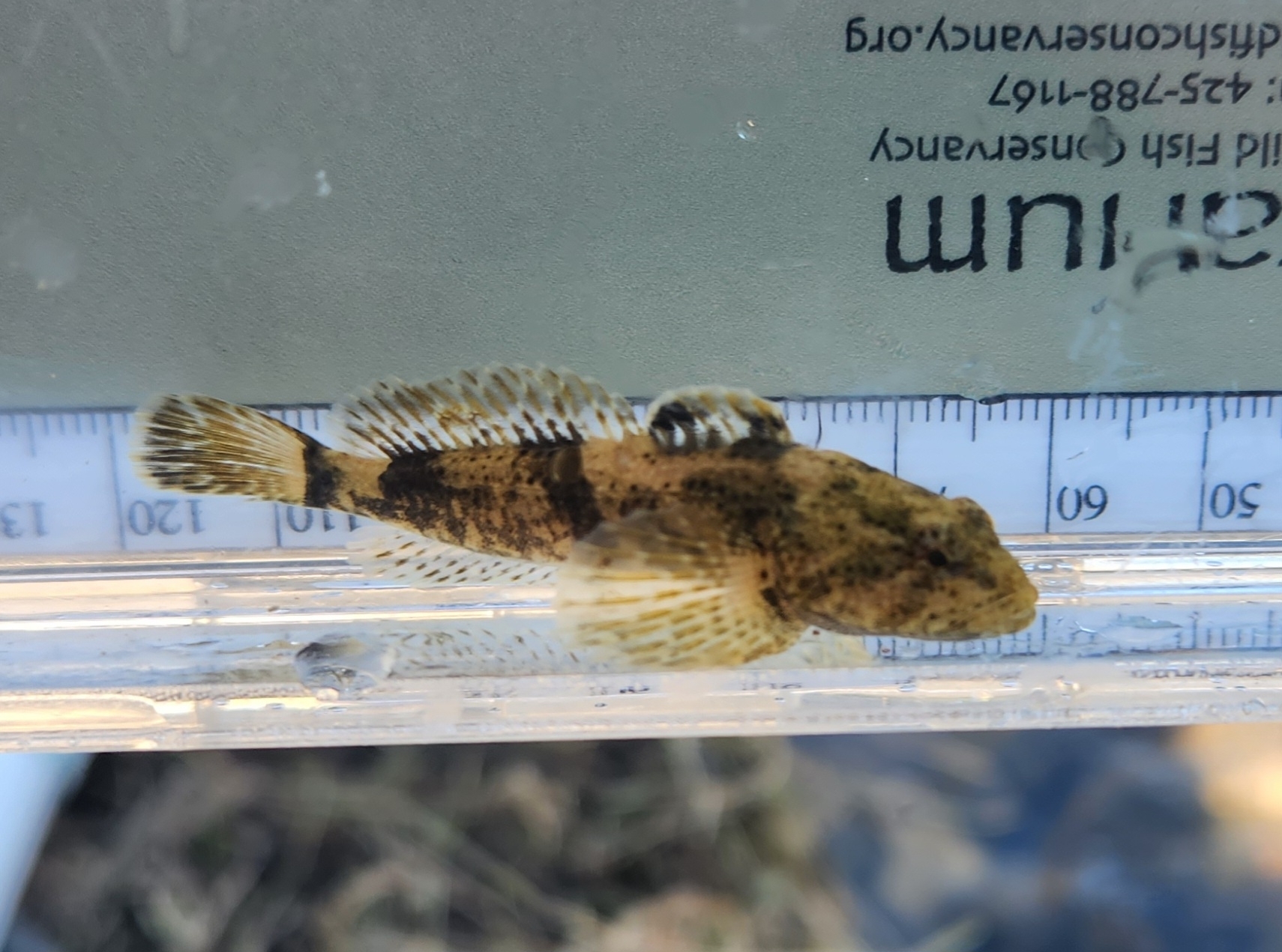 Cottus Linnaeus, 1758