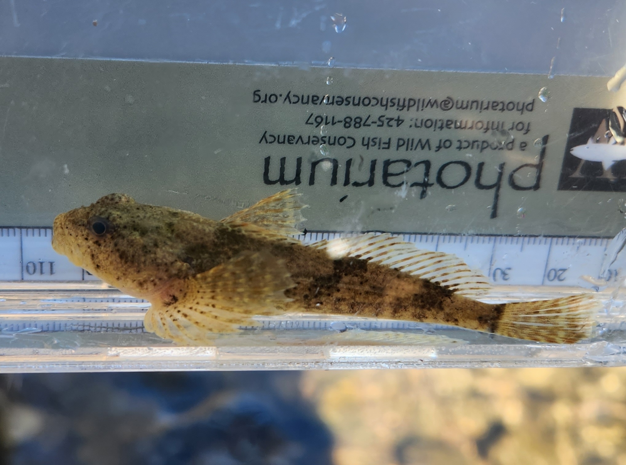 Cottus Linnaeus, 1758