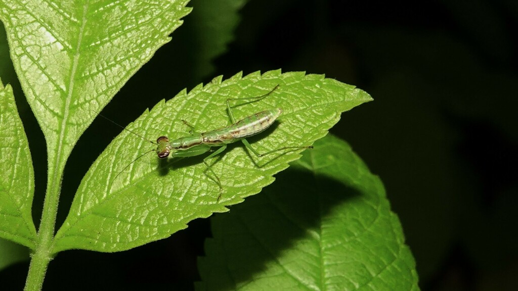 Asian Ant Mantises from Bandra West, Mumbai, Maharashtra, India on ...