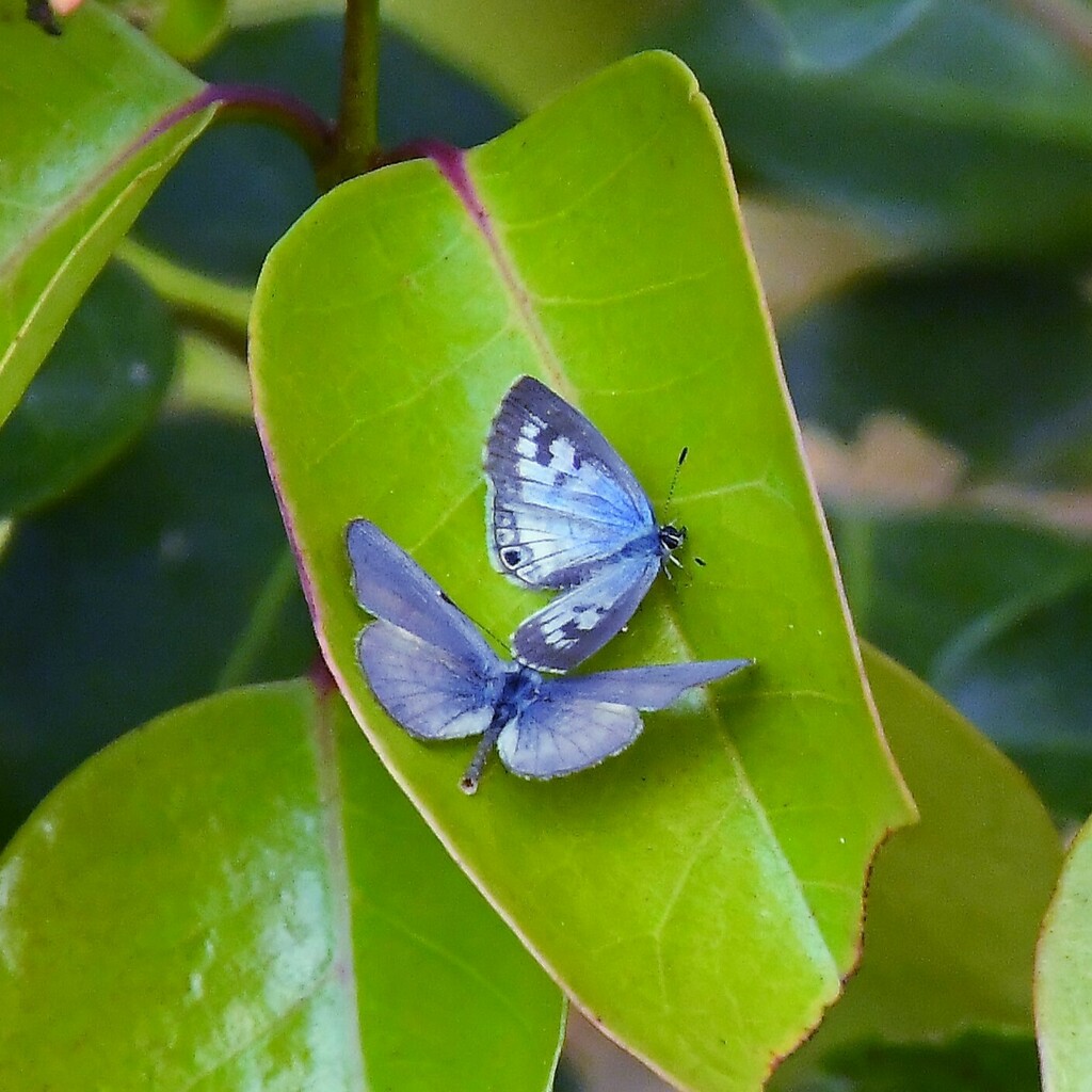 Cassius Blue from Volusia County, FL, USA on January 20, 2023 at 10:09 ...