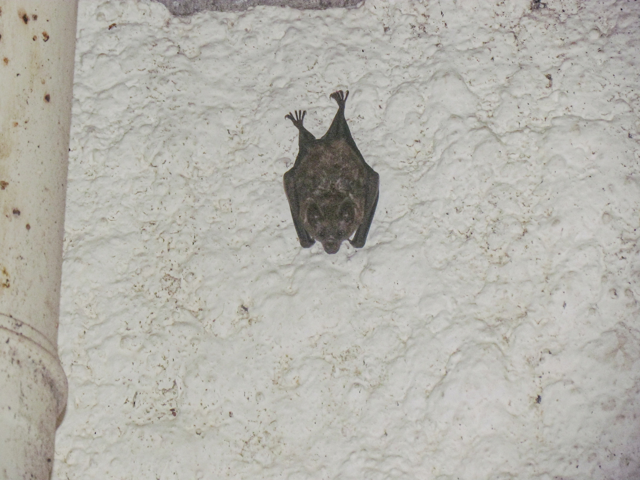 Carollia perspicillata (Linnaeus, 1758)