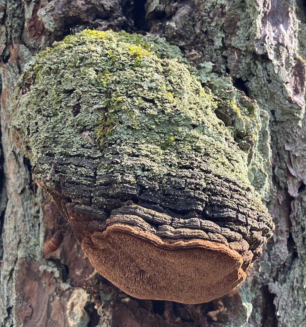 Porodaedalea pini (Brot.) Murrill