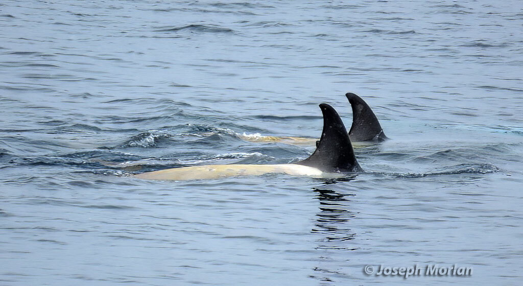 Orcinus orca (Linnaeus, 1758)