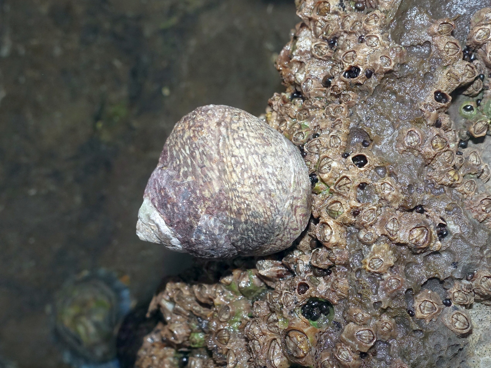 Phorcus lineatus (da Costa, 1778)