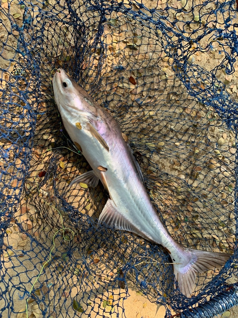 Iridescent Shark in February 2023 by dettol · iNaturalist