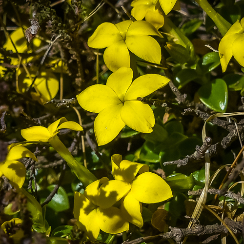 Alpine Yellowwort (Sebaea thomasii) · iNaturalist