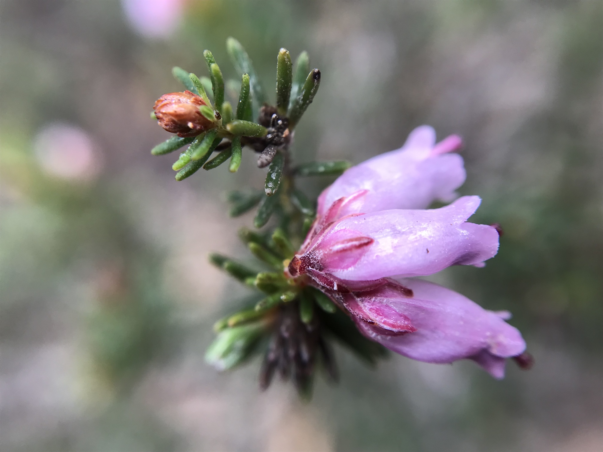 Erica australis L.