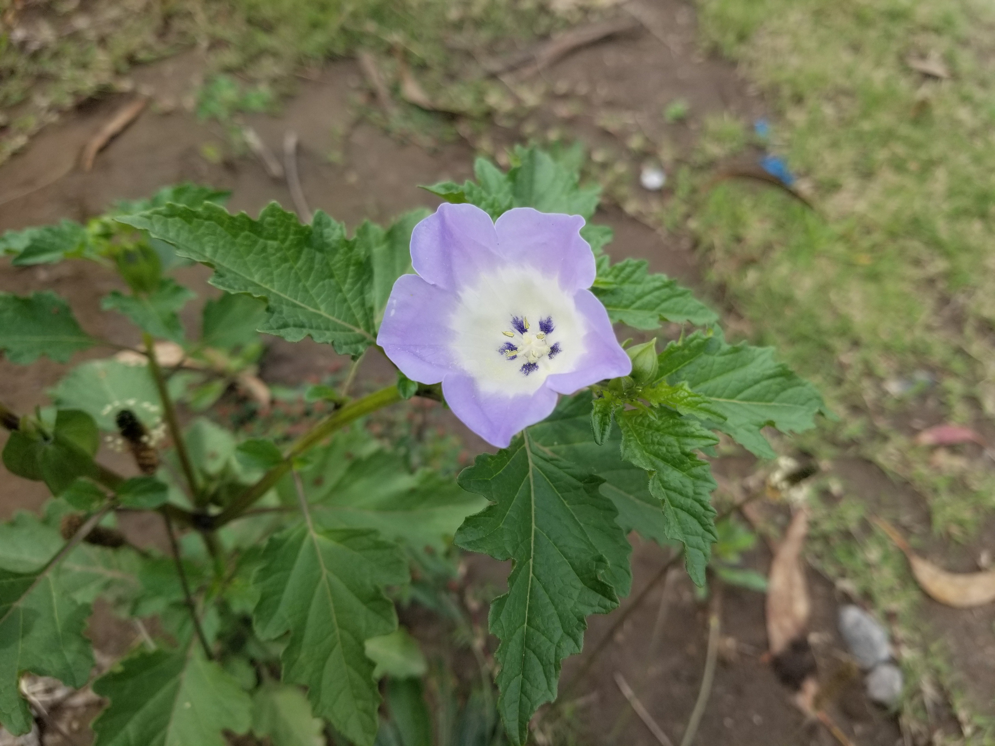 Nicandra Adans.