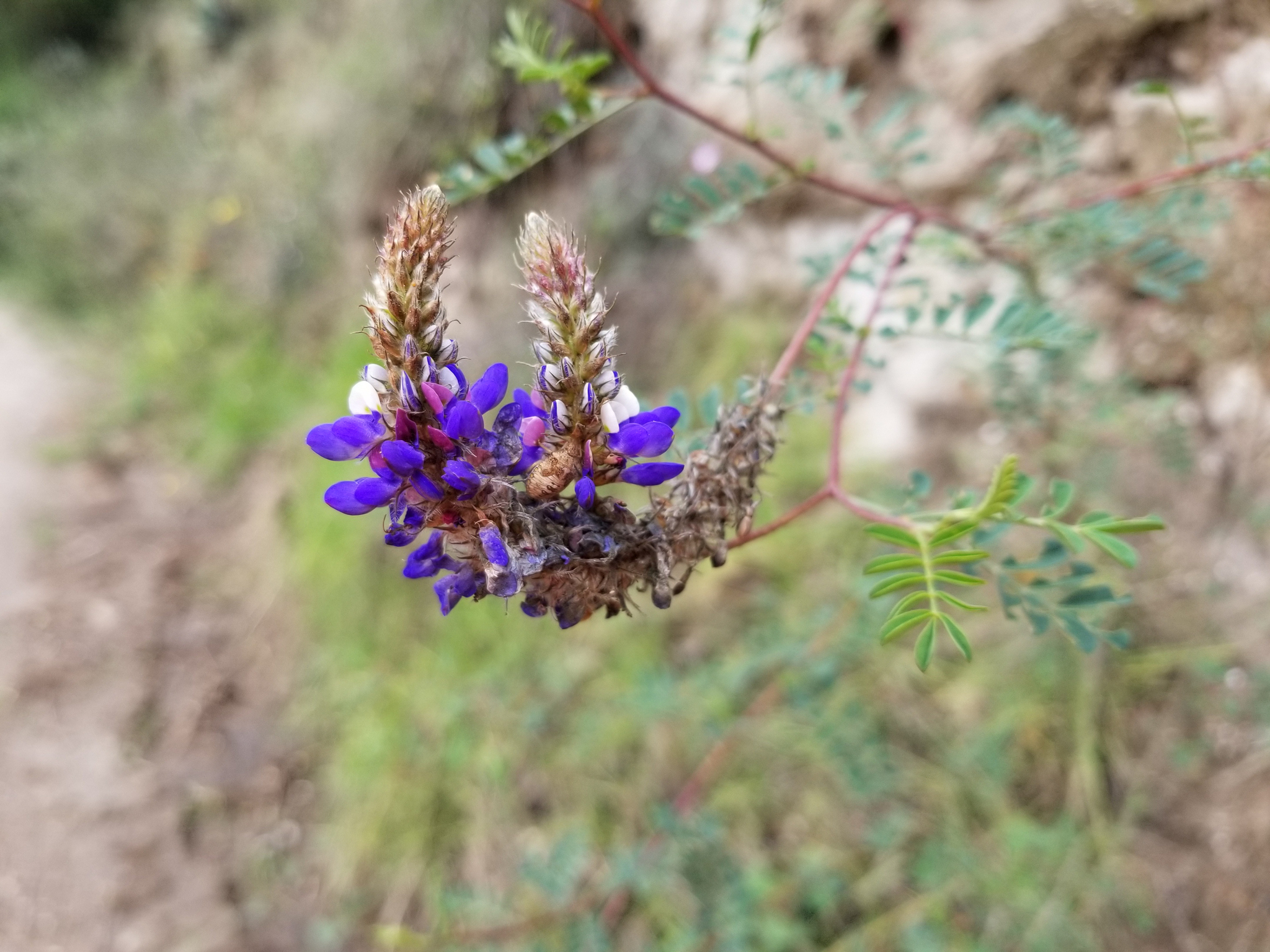Dalea coerulea (L.f.) Schinz & Thell.