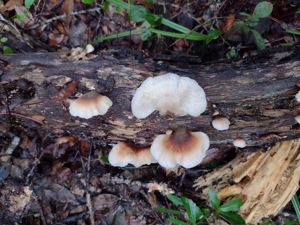 bear lentinus from Hamilton County, FL, USA on July 10, 2022 at 05:18 ...