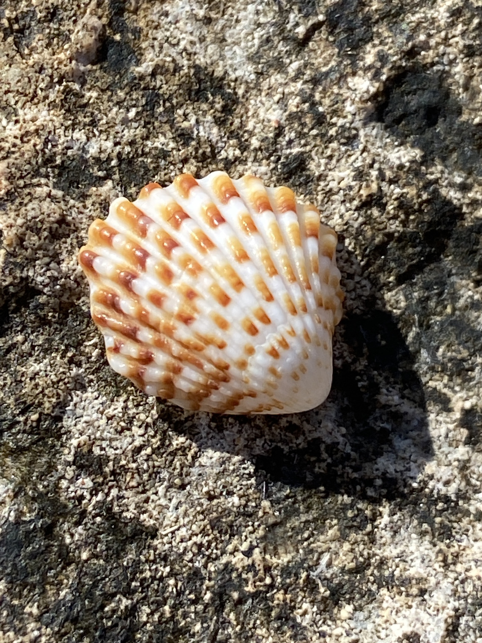 Cardites antiquatus (Linnaeus, 1758)