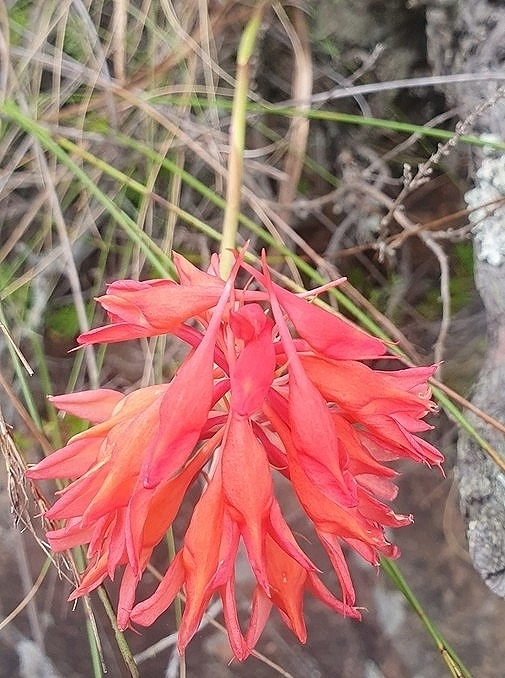 Disa ferruginea Sw.