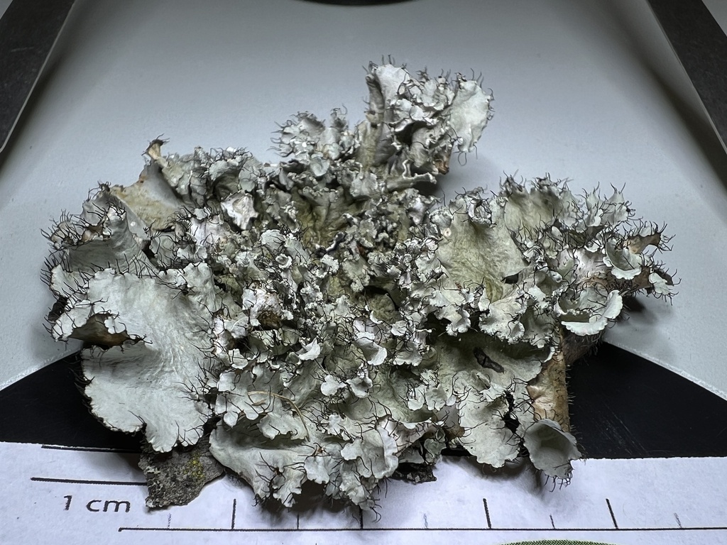 powdered ruffle lichen from Albert Johnson Rd, Nashville, IN, US on ...