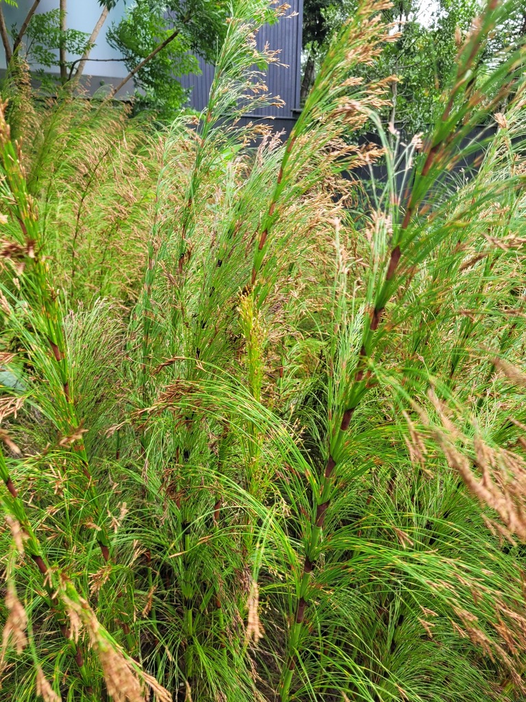 Broom reed from Remuera, Auckland, New Zealand on February 3, 2023 at ...
