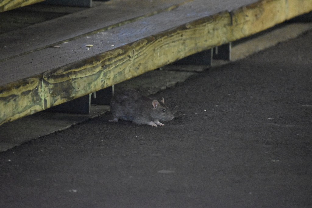 Brown Rat from 5500 Phinney Ave N, Seattle, WA 98103, USA on October 15 ...