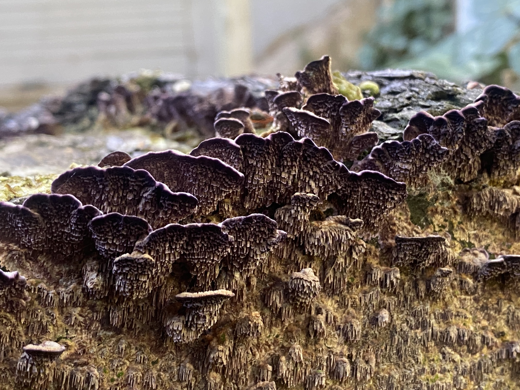 Trichaptum fuscoviolaceum (Ehrenb.) Ryvarden