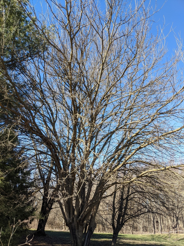 white mulberry from Allen, Indiana, United States on February 12, 2023 ...