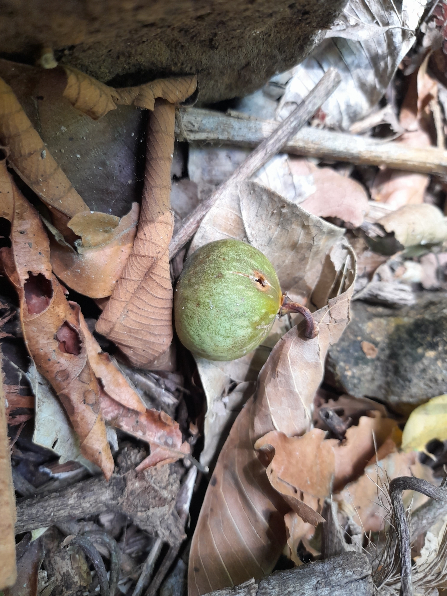 Ficus insipida Willd.
