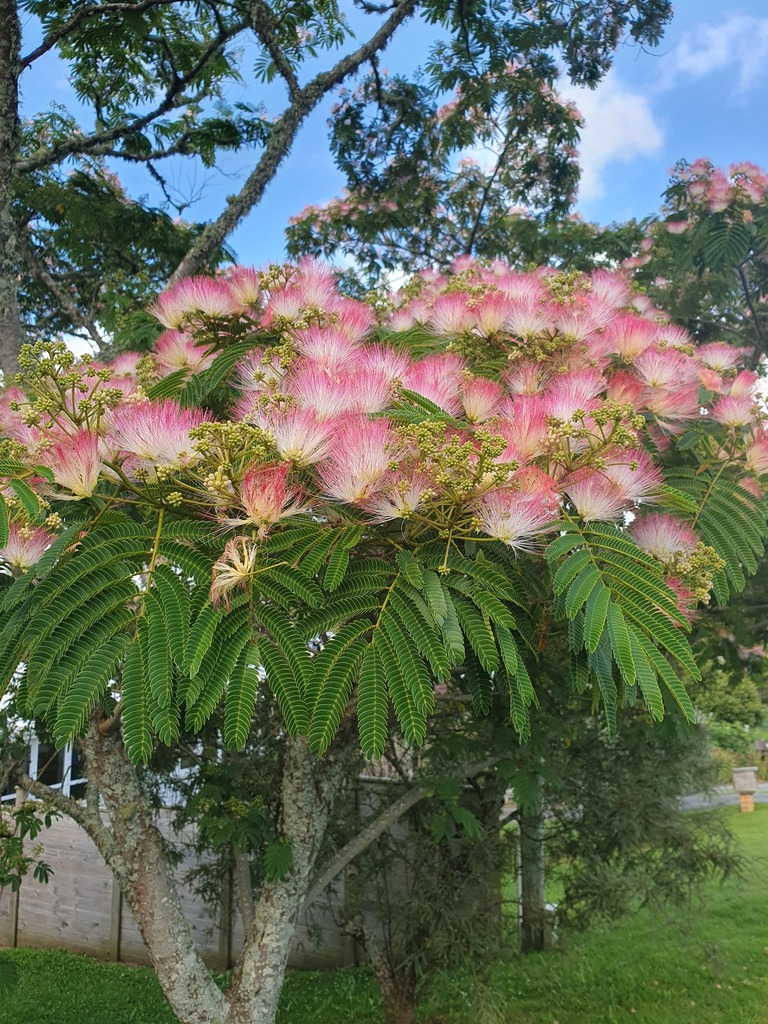 Persian silk tree from Glen Eden, Auckland, New Zealand on December 25 ...