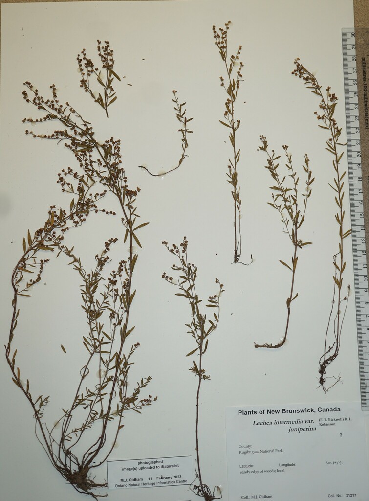 Largepod Pinweed (Lechea intermedia juniperina) - Botanical Realm