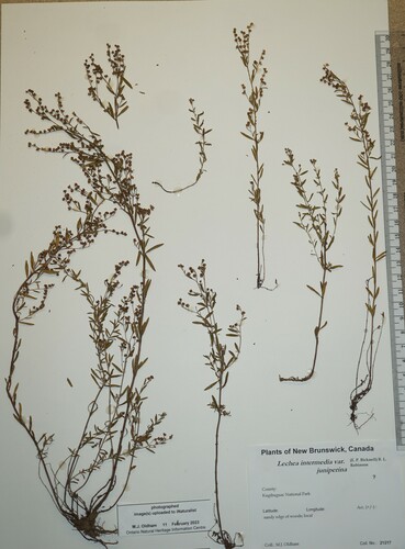 Largepod Pinweed (Variety Lechea intermedia juniperina) · iNaturalist