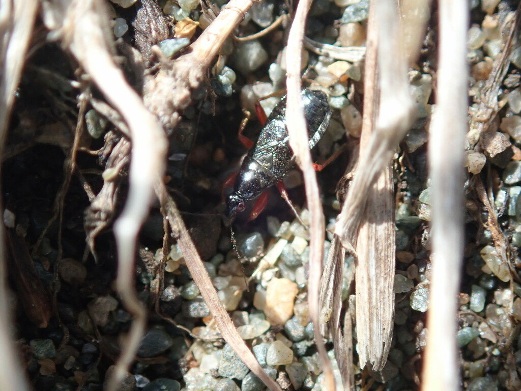 Pagasa fusca from Twillingate, NL, Canada on July 8, 2022 at 12:51 PM ...