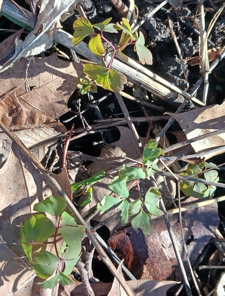 false rue anemone from Indianapolis, Indiana 46216, États-Unis on ...