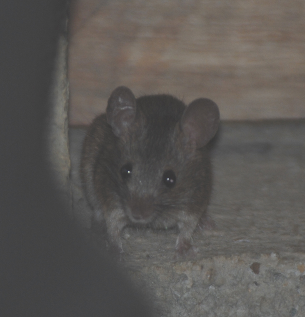 southeastern Asian house mouse (Mus musculus castaneus) - Know Your Mammals