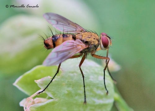 Genus Dexia · iNaturalist