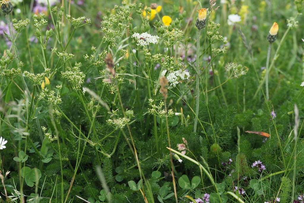 Spignel from Pyrénées Occidentales, Pyrénées-Atlantiques, Aquitaine ...