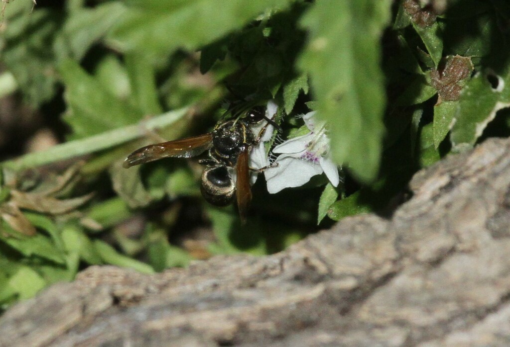 Keyhole Wasp from Cameron County, TX, USA on February 12, 2023 at 03:47 ...