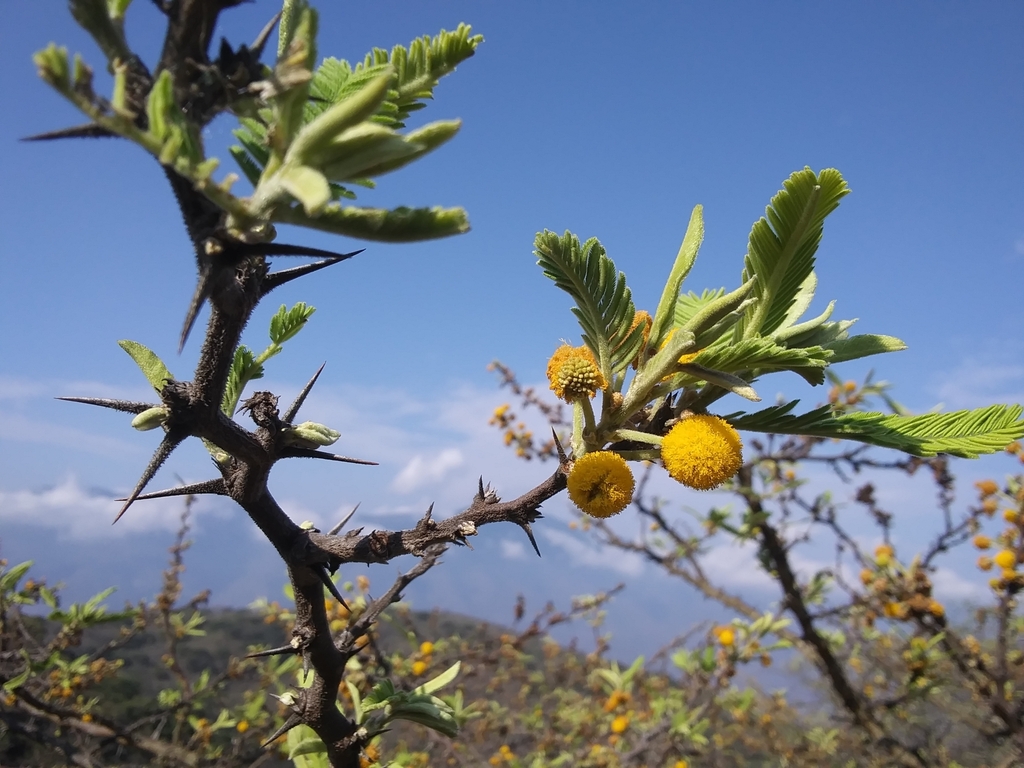 fern-leaf acacia in April 2020 by María de Jesús Medellín · iNaturalist