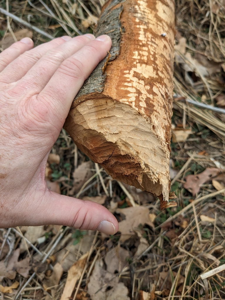 American Beaver from Capon Bridge, WV 26711, USA on February 12, 2023 ...