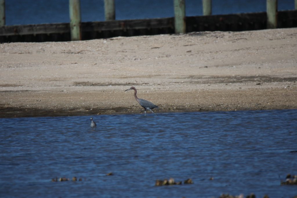 Reddish Egret from Matagorda County, TX, USA on February 4, 2023 at 12: ...
