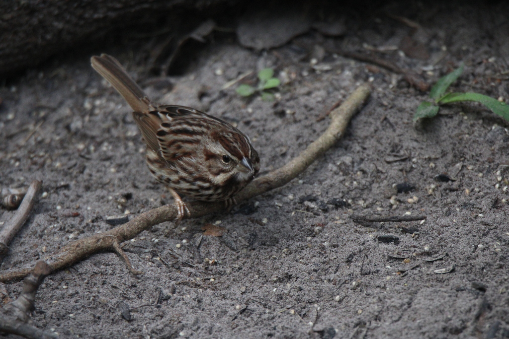 Song Sparrow from Aransas County, TX, USA on February 5, 2023 at 09:14 ...