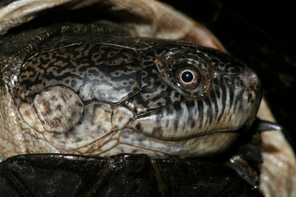West African Mud Turtle from Madingo-Kayes, CG-KO, CG on May 11, 2011 ...