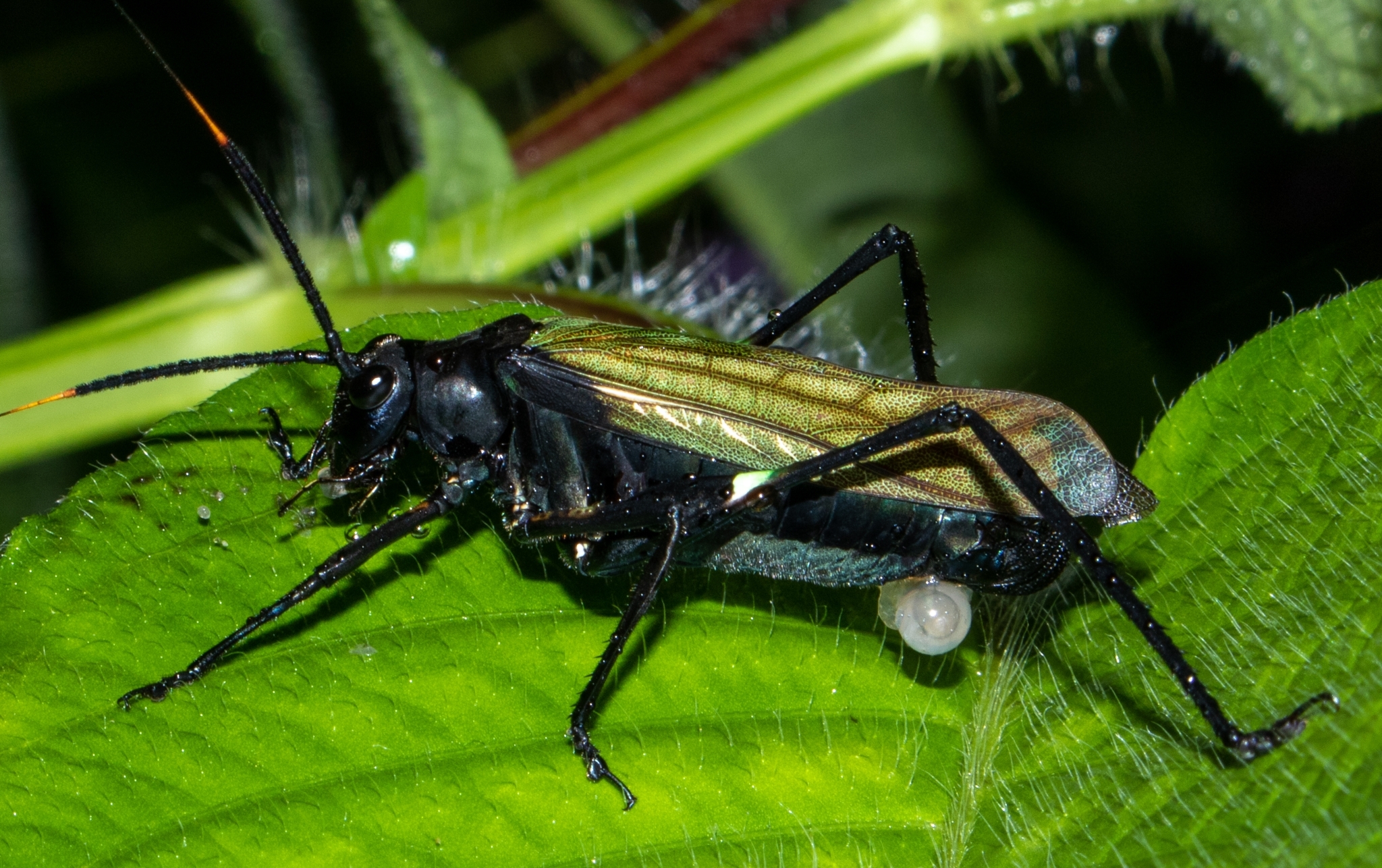 Scaphura nigra (Thunberg, 1824)