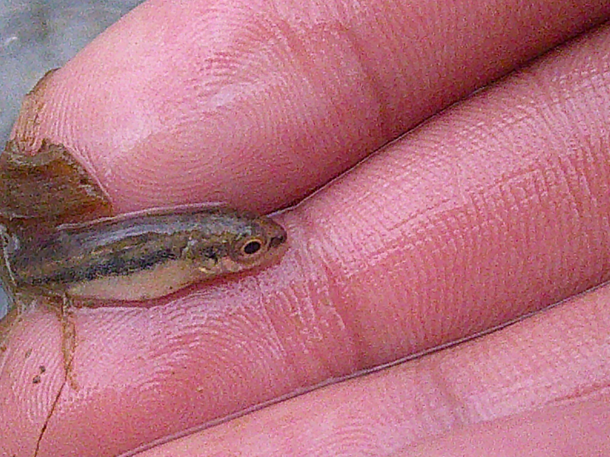 Phoxinus phoxinus (Linnaeus, 1758)