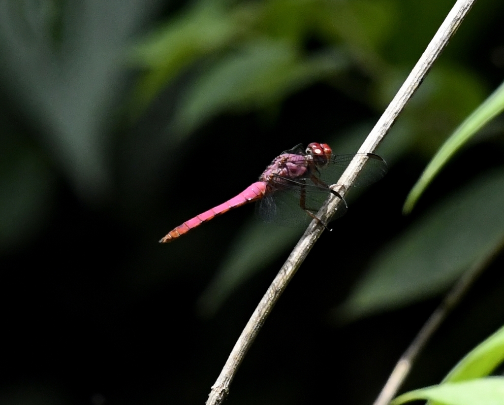 Tropical King Skimmers from Jardim Petropolis, Nova Lima - MG, Brasil ...