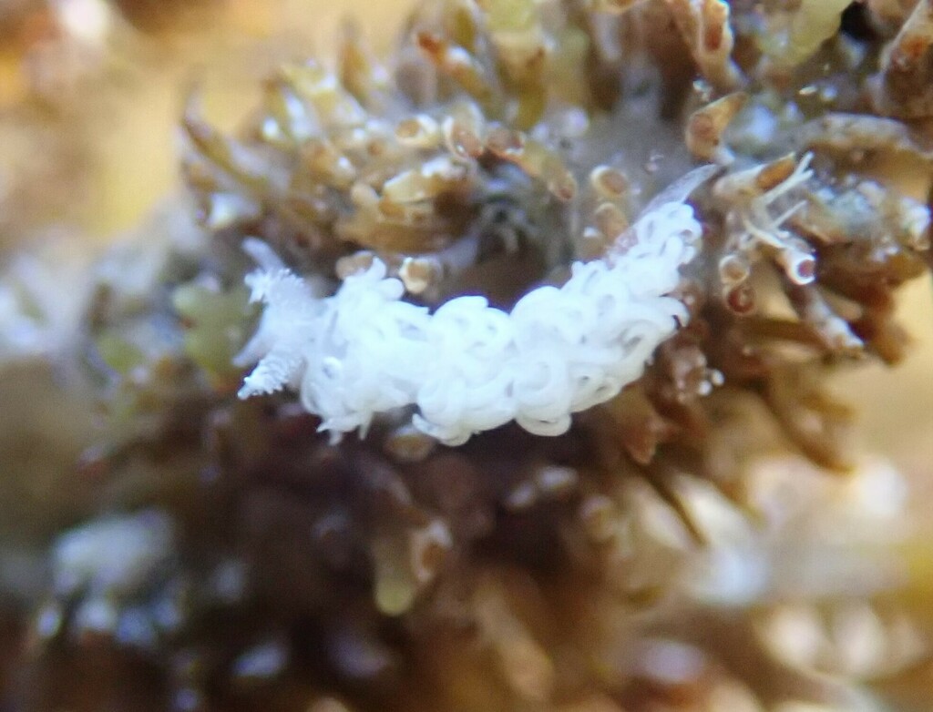 Palisa from Mornington P'sula - South, AU-VI, AU on January 23, 2023 at ...