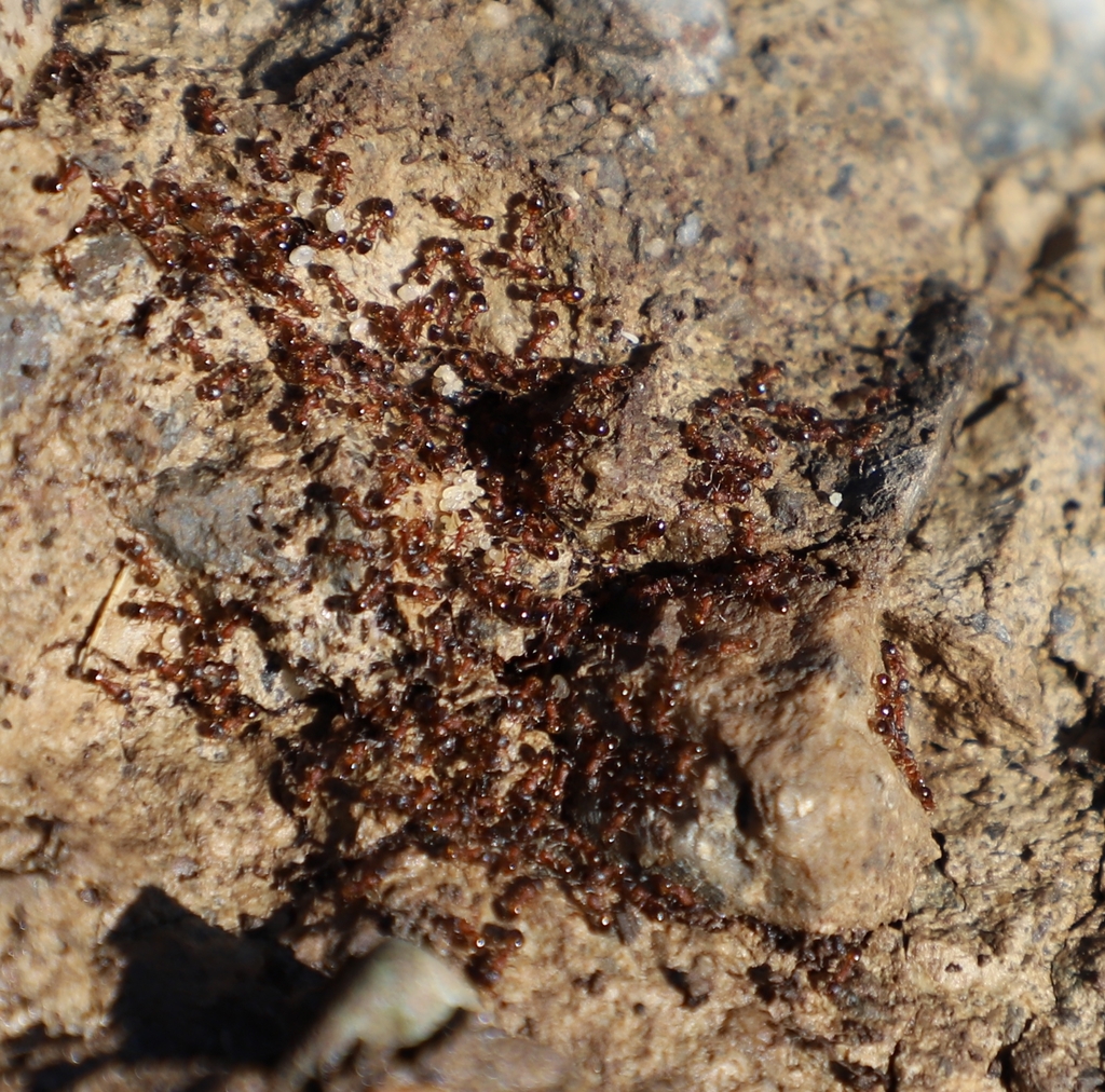 Acorn Ants and Allies in February 2023 by joliot · iNaturalist