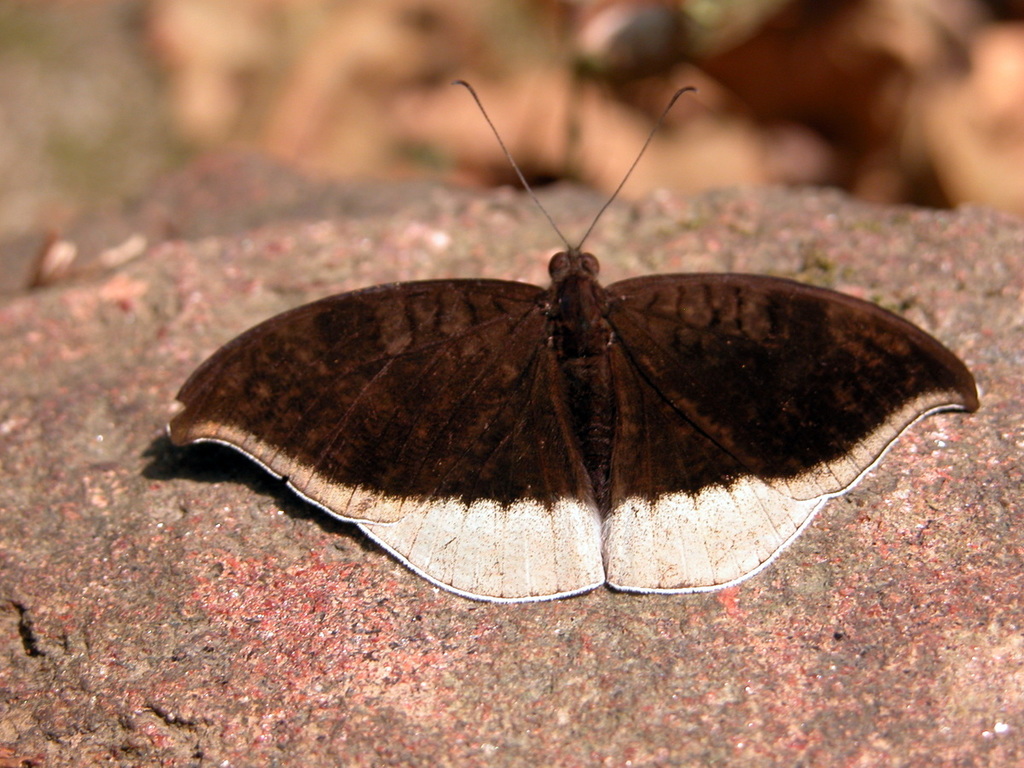 Grey Count (Field Guide To Butterflies (Lepidoptera: Papilionoidea) Of ...