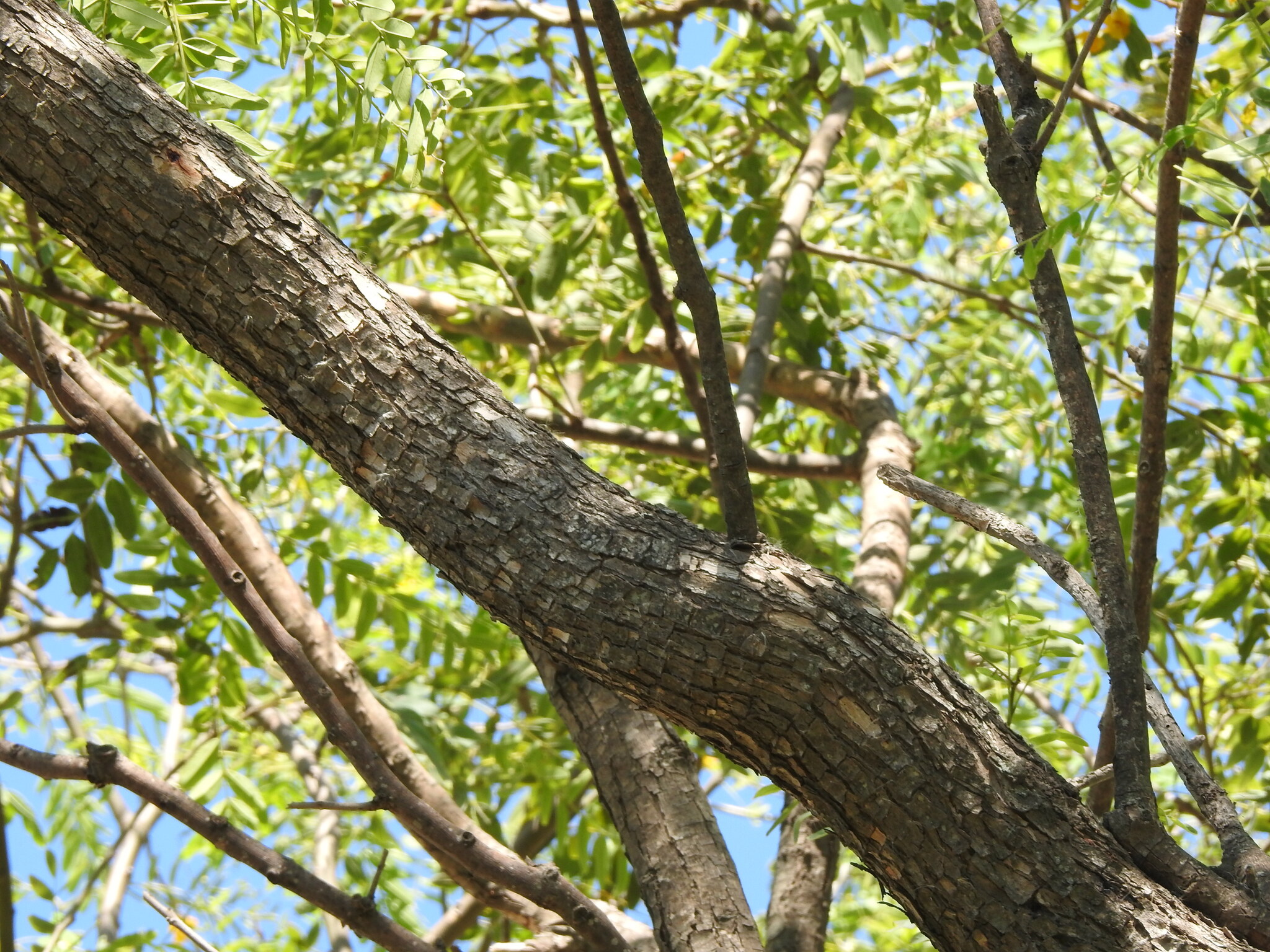 Tipuana tipu (Benth.) Kuntze